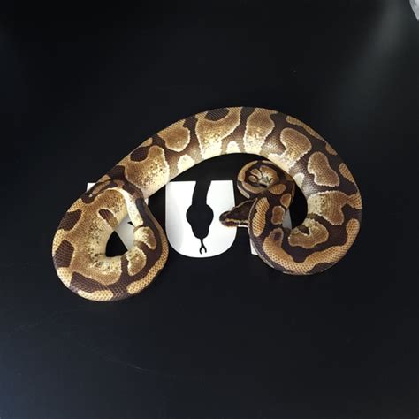Pb Enchi 100 Het Tri Stripe Ball Python By Reggies Urban Jungle