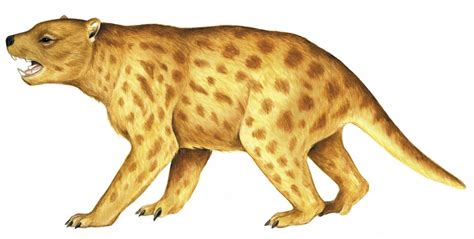Marsupial Lion Skull