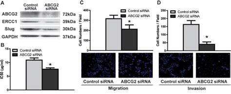 Figure S2 Abcg2 Knockdown Inhibits Ddp Resistance And Download