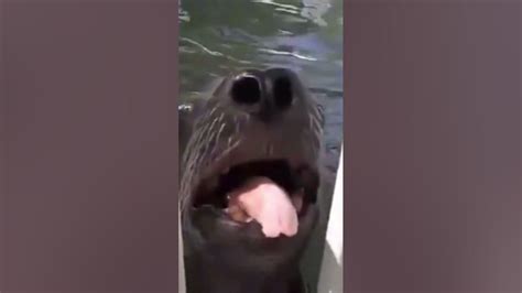 ÆÆÆÆÆÆÆÆÆÆÆÆÆÆÆ Youtube