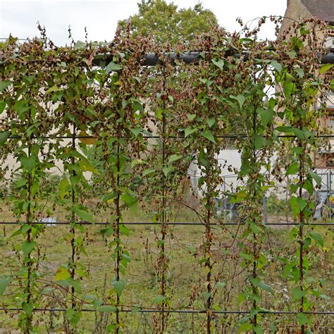 Copse Bindweed Fallopia Dumetorum