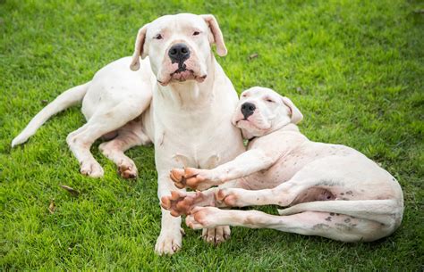 Dogo Argentino Red Nose Pitbull Mix