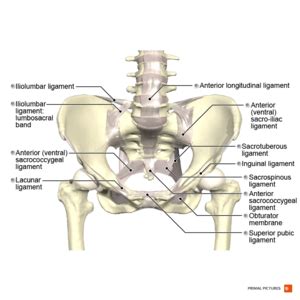 Anterior Pelvic Ligament