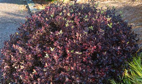 Plant Focus Pittosporum Tenuifolium Greenwood Plants