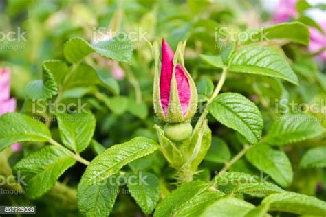 로즈 엉덩이의 아름 다운 꽃 꽃 봉 오리입니다 발렌타인의 날에는 엽서에 대 한 배경입니다 태어난된 사랑의 개념 0명에 대한 스톡 사진 및 기타 이미지 Istock