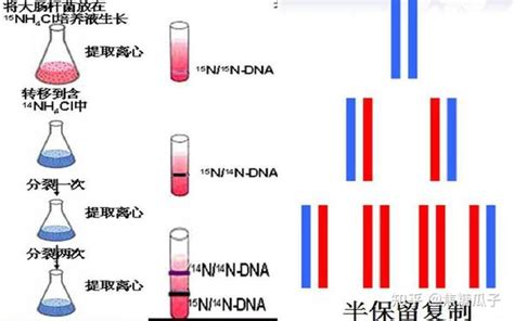 分子生物学 第四章 Dna的生物合成 知乎