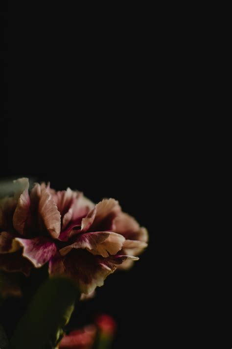 결혼 훈장 결혼식 꽃 계절 꽃 고요한 분위기 꽃 사진 꽃꽂이 꽃다발 꽃집 배열 모노 부케 밝은 분홍색 봄 꽃 봄 꽃다발 부드러운 꽃잎 부드러운 빛