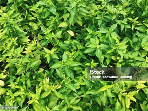 다양한 종류의 녹색 잎 식물 잎 질감 패턴 배경의 상세 이미지 0명에 대한 스톡 사진 및 기타 이미지 0명 계절 꽃 나무