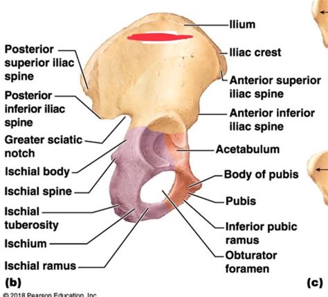 Ilium Spine
