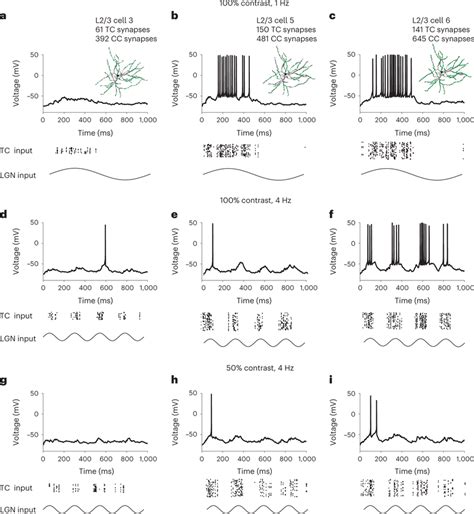 Thalamocortical And Corticocortical Synaptic Variability Results In