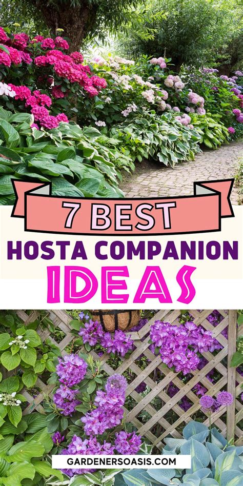 Hosta Companion Plants What To Plant With Hostas Artofit