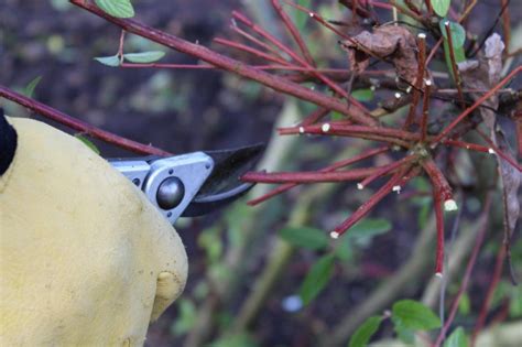 Pruning Shrubs Which Grow On The Current Seasons Growth
