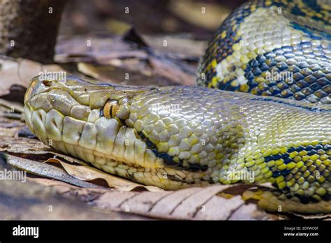 Python Reticulat Fotos Und Bildmaterial In Hoher Auflösung Alamy Python Reticulat Fotos Und Bildmaterial In Hoher Auflösung Alamy