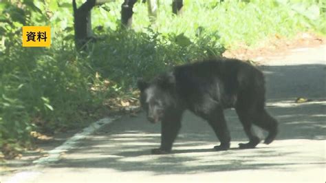 【クマ出没情報】2月に早くも旅館の客が体長約1メートルのクマ1頭目撃 福島市飯坂町北原 福島 Tbs News Dig