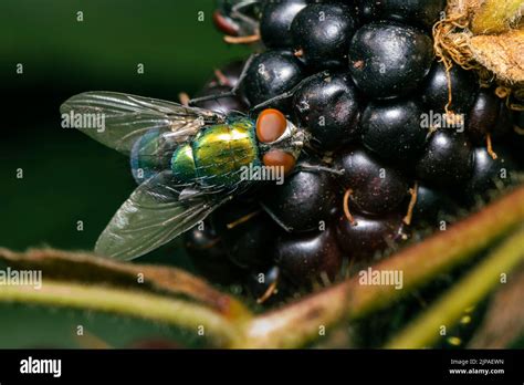 A Gold Fly On A Raspberry Calliphoridae On A Raspberry Blow Fly On A