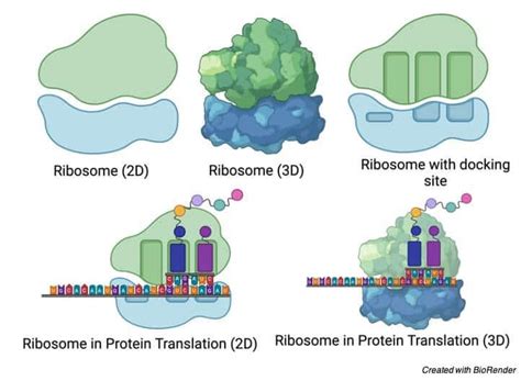 Ribosomes Definition Structure Types Functions And Diagram Phd Nest