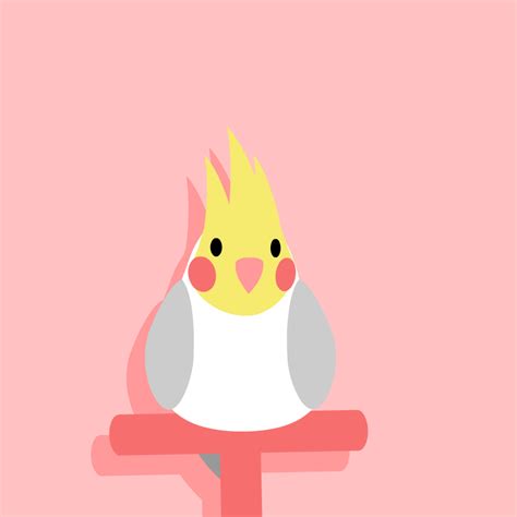 Cockatiel Bird  At Lynell Johnston Blog