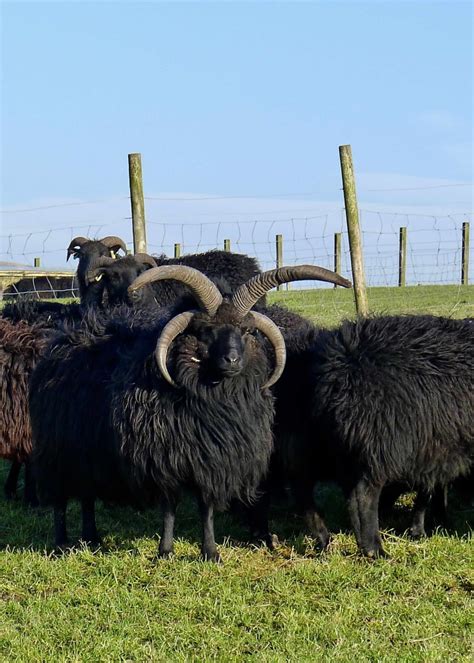 Ardoch Hebridean Sheep Scottish Food Guide
