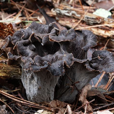 Black Poison Mushrooms