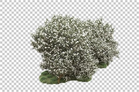 Dwarf Cotoneaster Shrubs Psd 1 000 High Quality Free Psd Templates For Download