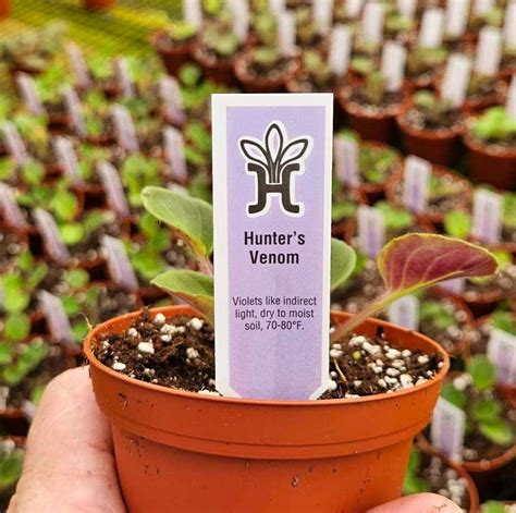 Hunters Venom African Violet Live Plant Young Starter In A 4 Pot