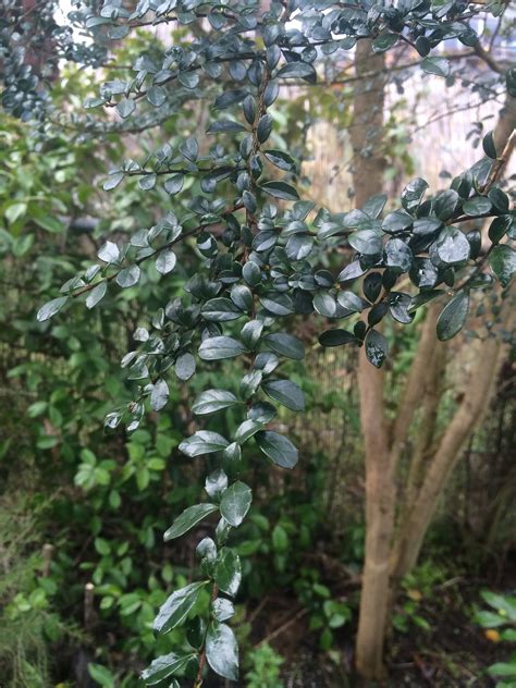 Azara Microphylla Upright Form Xera Plants