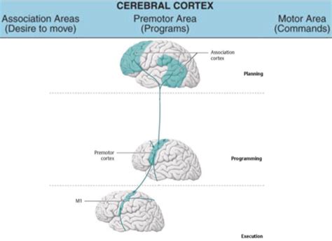 Basal Ganglia Flashcards Quizlet