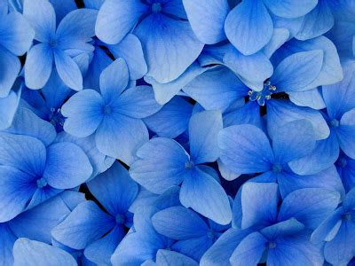Artful Flowers Wallpapers Free Download Flower Photography Images Cute Flowers Pictures