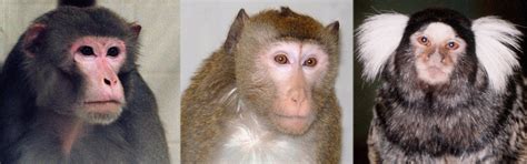 Colony Services Wisconsin National Primate Research Center Uwmadison