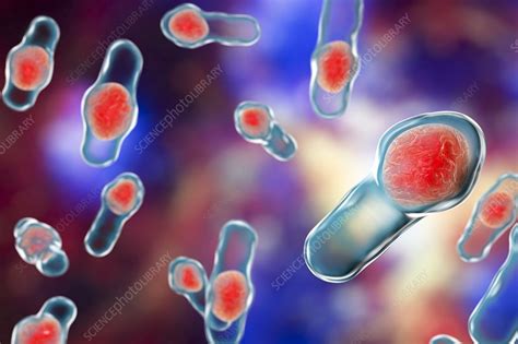 Clostridioides Difficile Bacteria Illustration Stock Image F013 4439 Science Photo Library