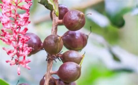 夏威夷果为什么那么贵？ 百科ta说