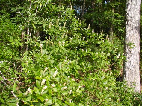 Clethra Alnifolia Rachels Native Plants