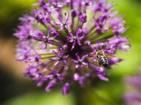 Java Development Environment Setup Step By Step Guide Moldstud