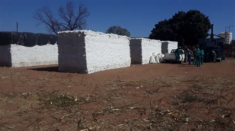 Cotton Farmers Graduate A New Era For Sekhukhune West Agro Ecological Zone