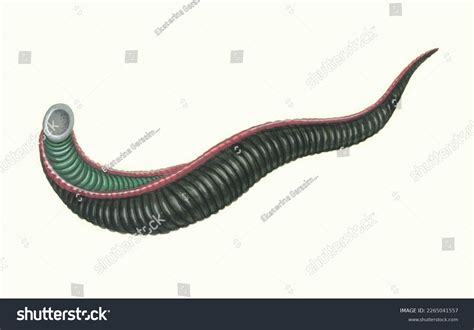 Leech Drawing