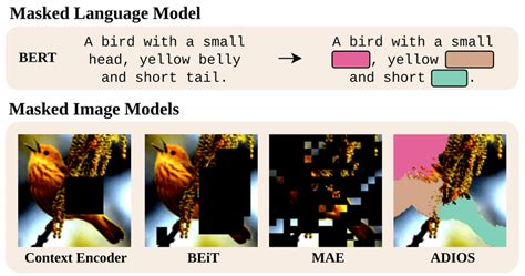 Self Supervised Language And Vision Models Learn Representations By Download Scientific