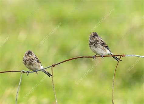Twite Stock Image C058 2115 Science Photo Library