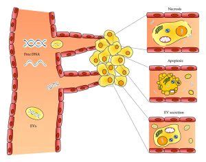 What Is The Difference Between CtDNA And CfDNA Pediaa Com