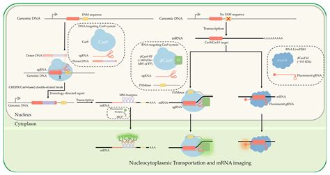 Cells Free Full Text Technologies Enabling Single Molecule Super Resolution Imaging Of Mrna