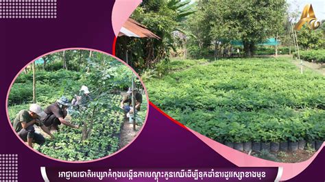 អាជ្ញាធរជាតិអប្សរាកំពុងបង្កើនការបណ្ដុះកូនឈើដើម្បីទុកដាំនារដូវវស្សាខាងមុខ