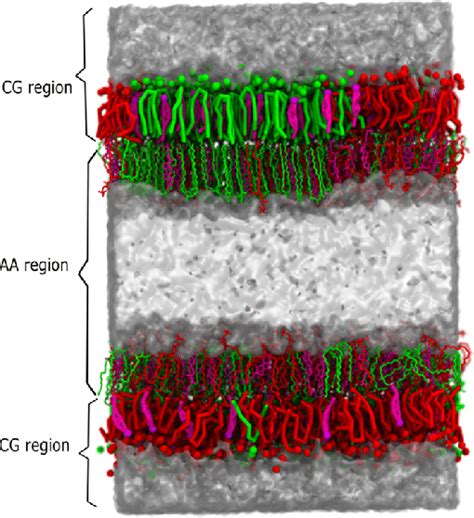 Virtual Site Hybrid Scheme Of A Ternary Membrane Dppc Dlipc And Download Scientific Diagram