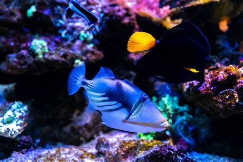 Lagoon Triggerfish A Colorful Addition To Your Aquarium