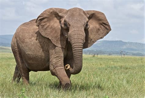 Animal Elefante Asian Elephant Rare And Endangered Animal Species