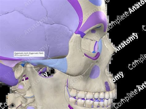 Zygomatic Process Skull Zygoma Arch Fracture An Overview