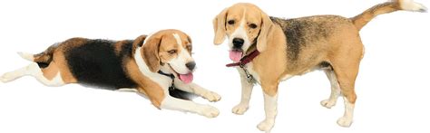 Nlp Feature Extraction From Liwc In Python By Shivika K Bisen Bright Ai Medium