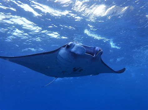 Reef Manta Ray Facts Diet Habitat And Pictures On Animaliabio
