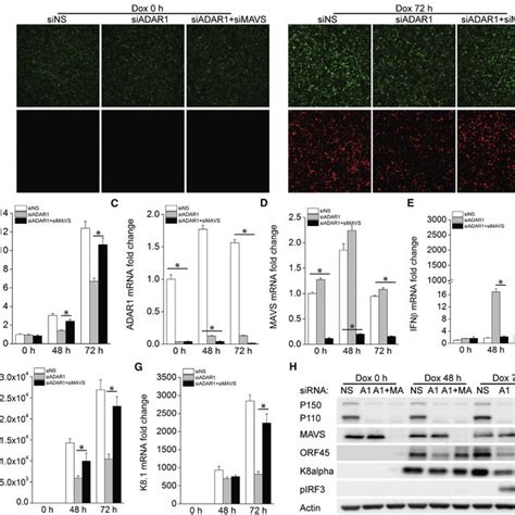 Knockdown Of Adar1 Increases Type I Ifn And Cytokine Production During