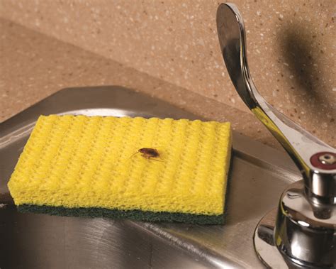 The Mystery Of The German Cockroach Sprague Pest Solutions