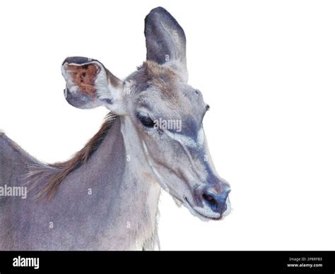 Greater Kudu Tragelaphus Strepsiceros Antelope Isolated On White