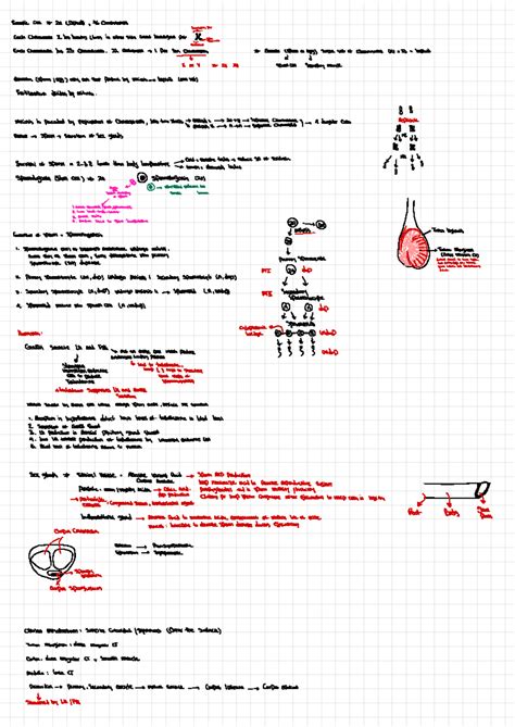 Final Cell Division Sperm And Egg Answer Key Somatic Cell It 2n Diploid 46 Chromosomes